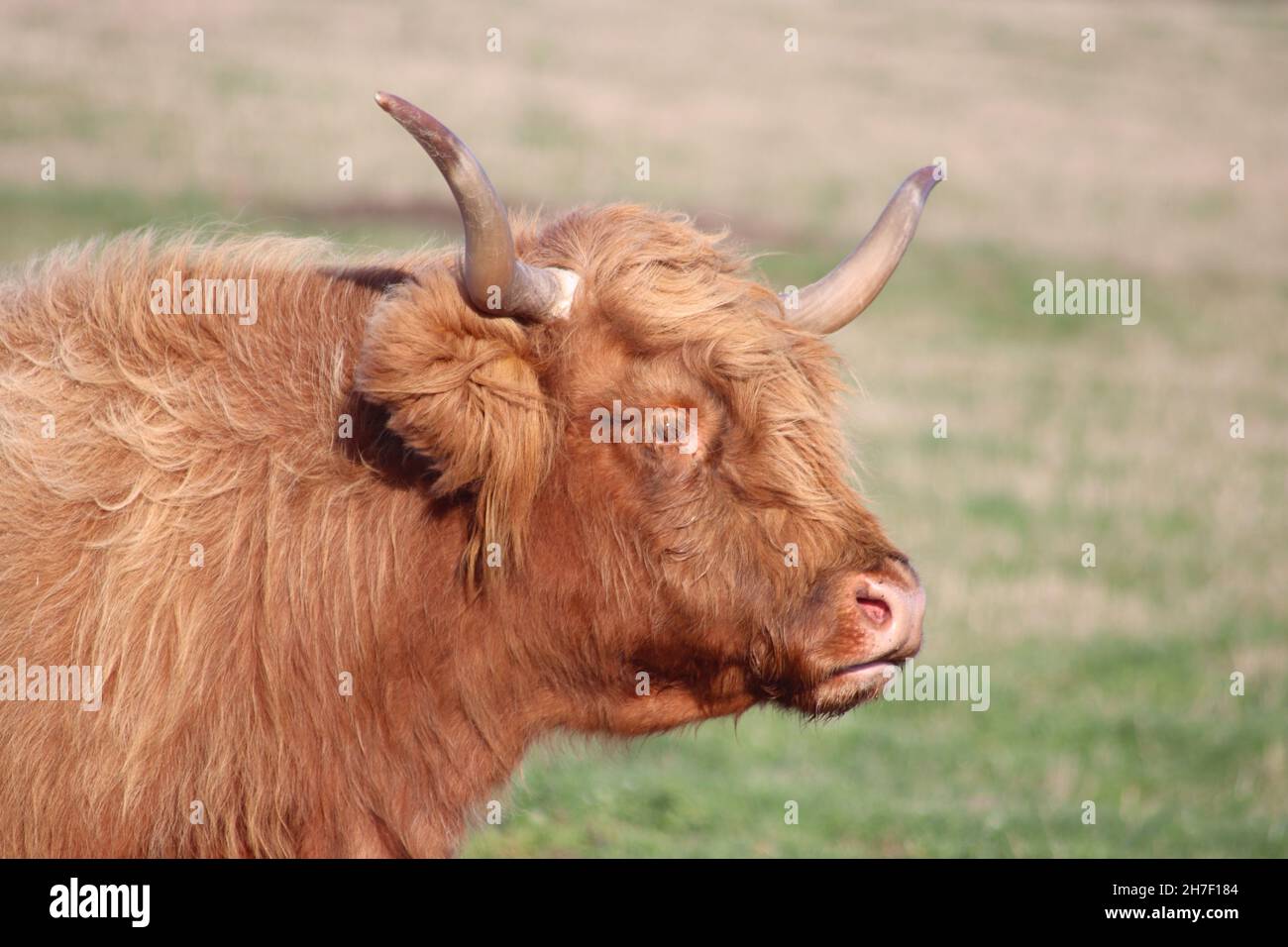 Isolated bull the highlander cow scotland hi-res stock photography and ...