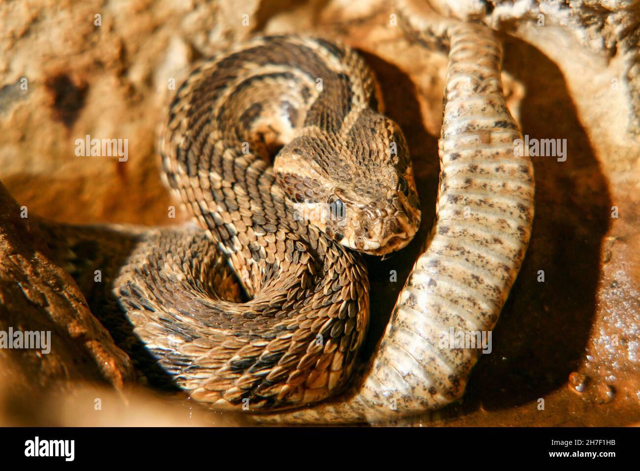 Poison rocks hi-res stock photography and images - Alamy