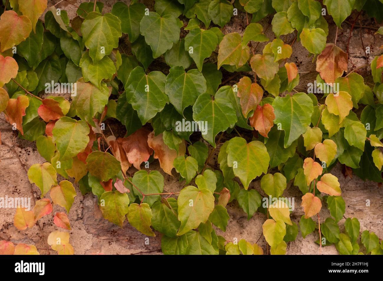 climbing plant background in autumn Stock Photo - Alamy