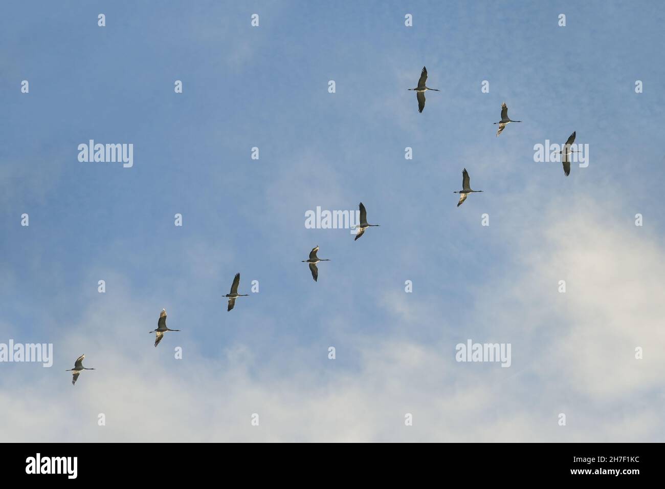 Small flock of cranes on the bird migration between breeding and ...