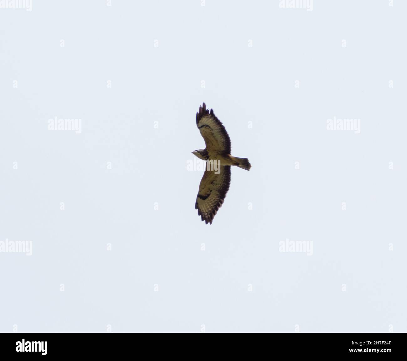 Mountain buzzard bird flying in a blue sky Stock Photo - Alamy