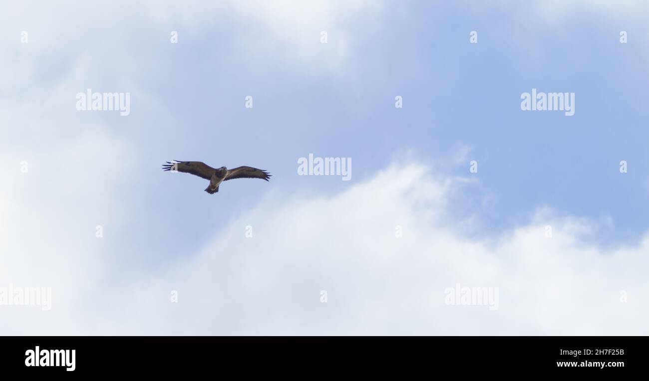 Mountain buzzard bird flying in a blue sky Stock Photo - Alamy