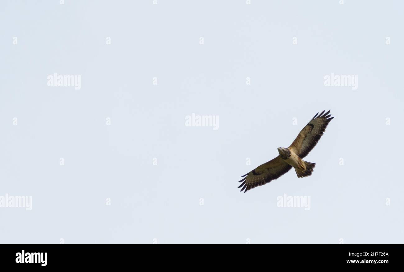 Mountain buzzard bird flying in a blue sky Stock Photo - Alamy