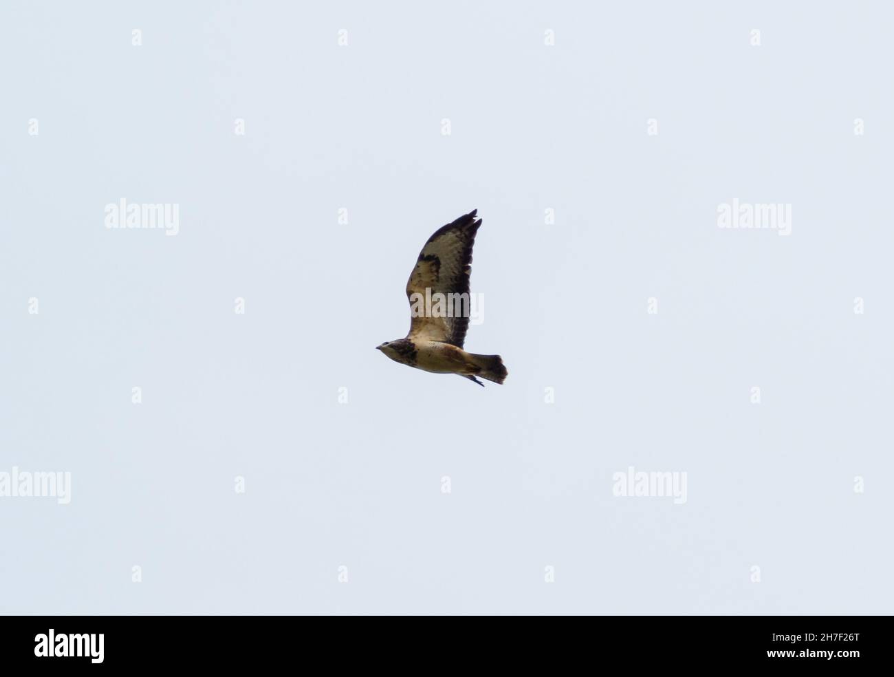Mountain buzzard bird flying in a blue sky Stock Photo - Alamy
