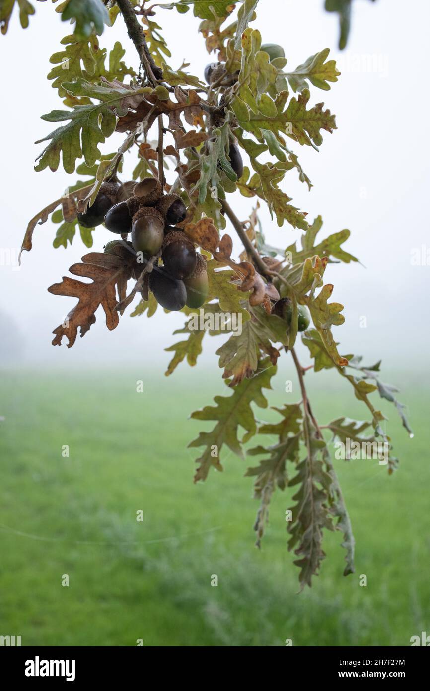 Oak tree spain galicia forest hi-res stock photography and images - Alamy