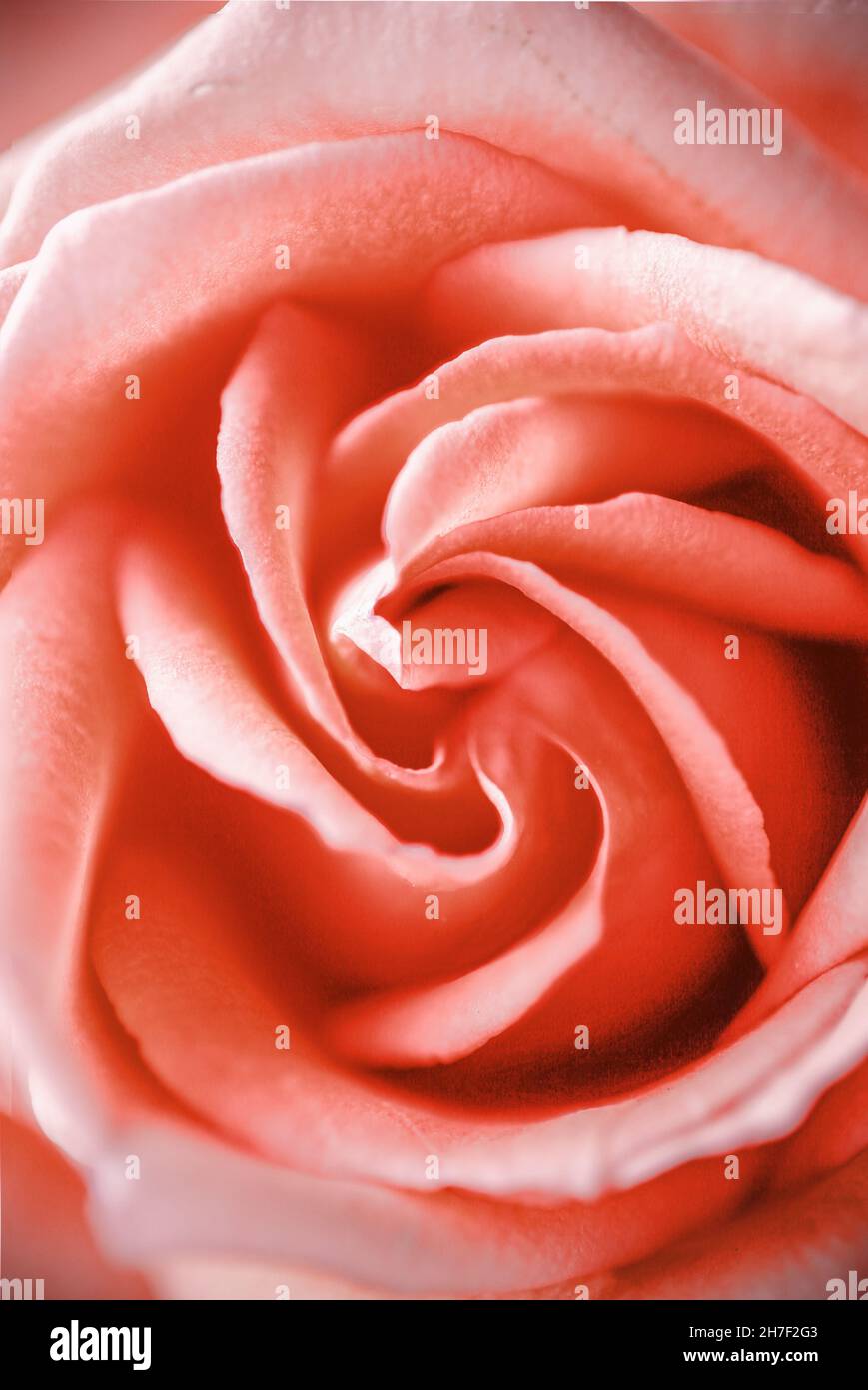 Rose layers macro hi-res stock photography and images - Alamy