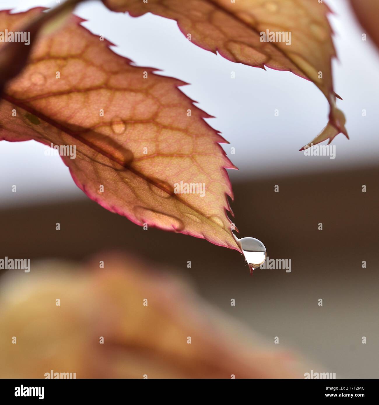 Spherical raindrops on the surface of a brown leaf Stock Photo - Alamy