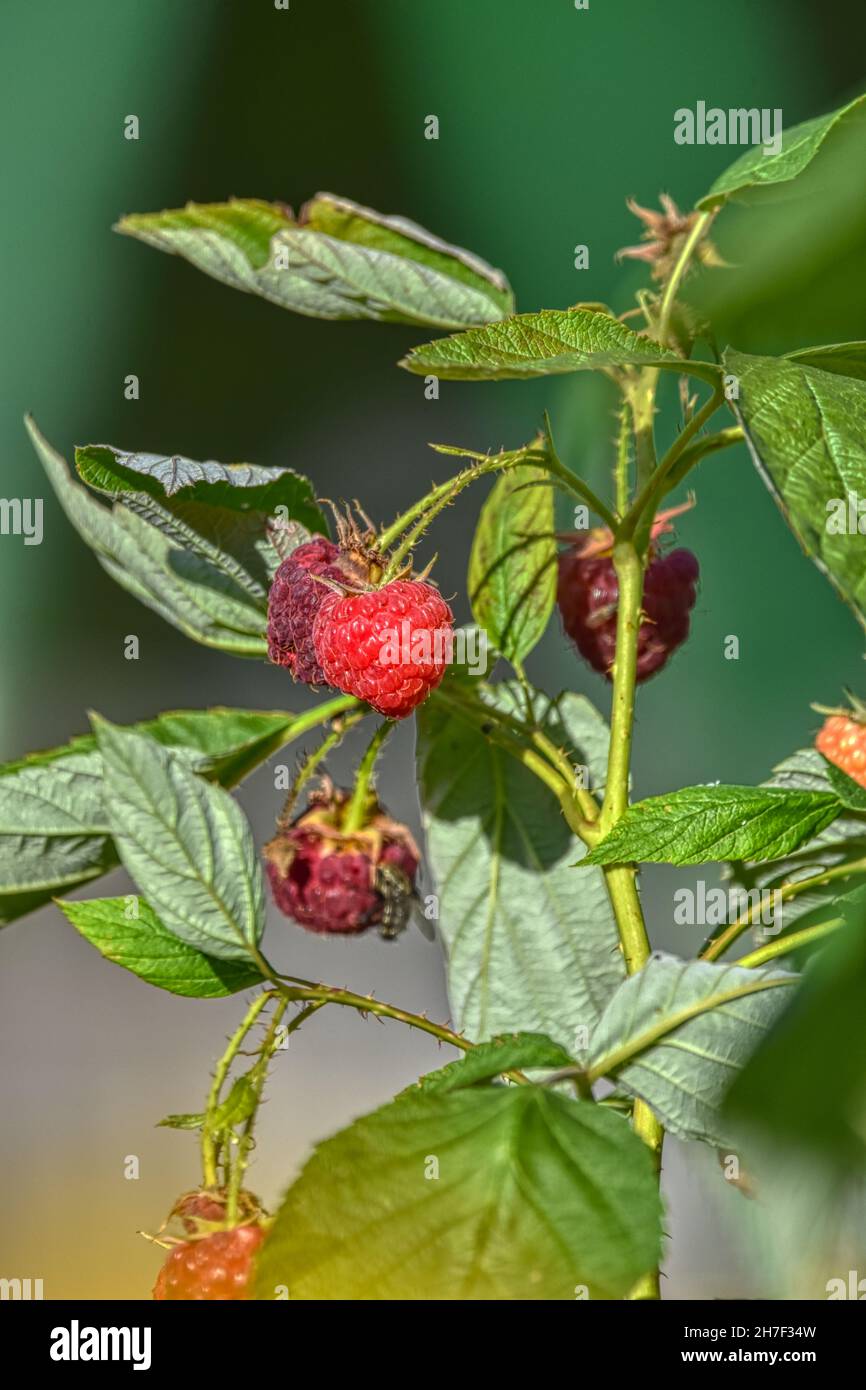 Hindlbeer hi-res stock photography and images - Alamy