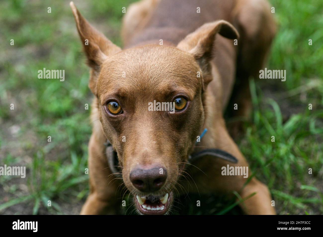 The mouth of a dog with sharp white teeth. Dog open mouth close-up. Dog ...