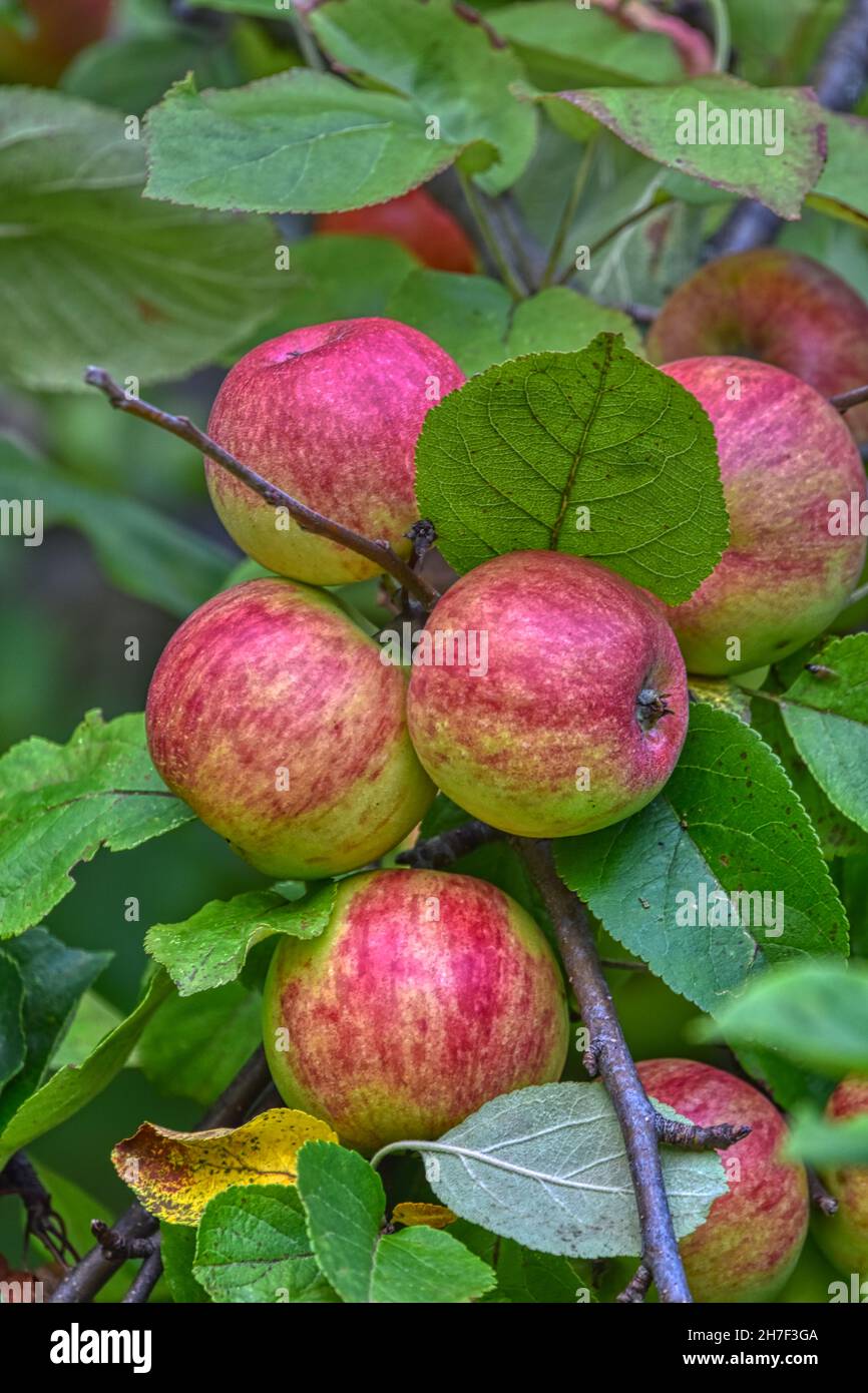 Ernte heimisch hi-res stock photography and images - Alamy