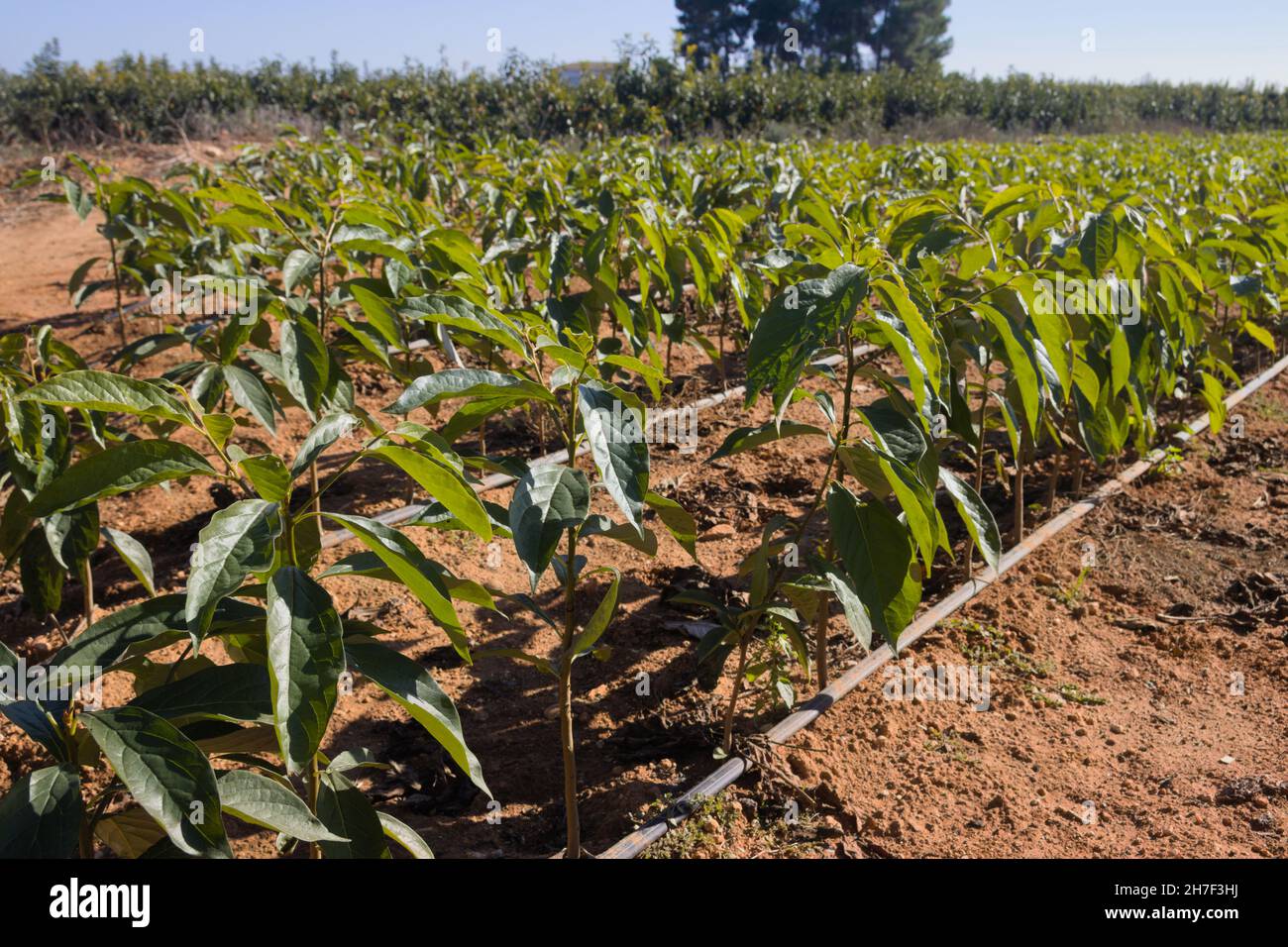 Close-up of some trees in a nursery plantation where they grow ...