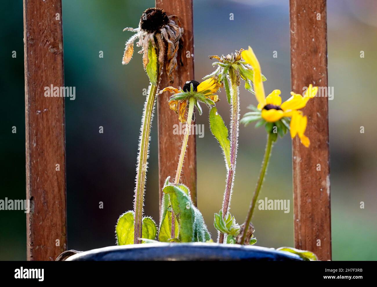 Drooping flowers in pot hi-res stock photography and images - Alamy