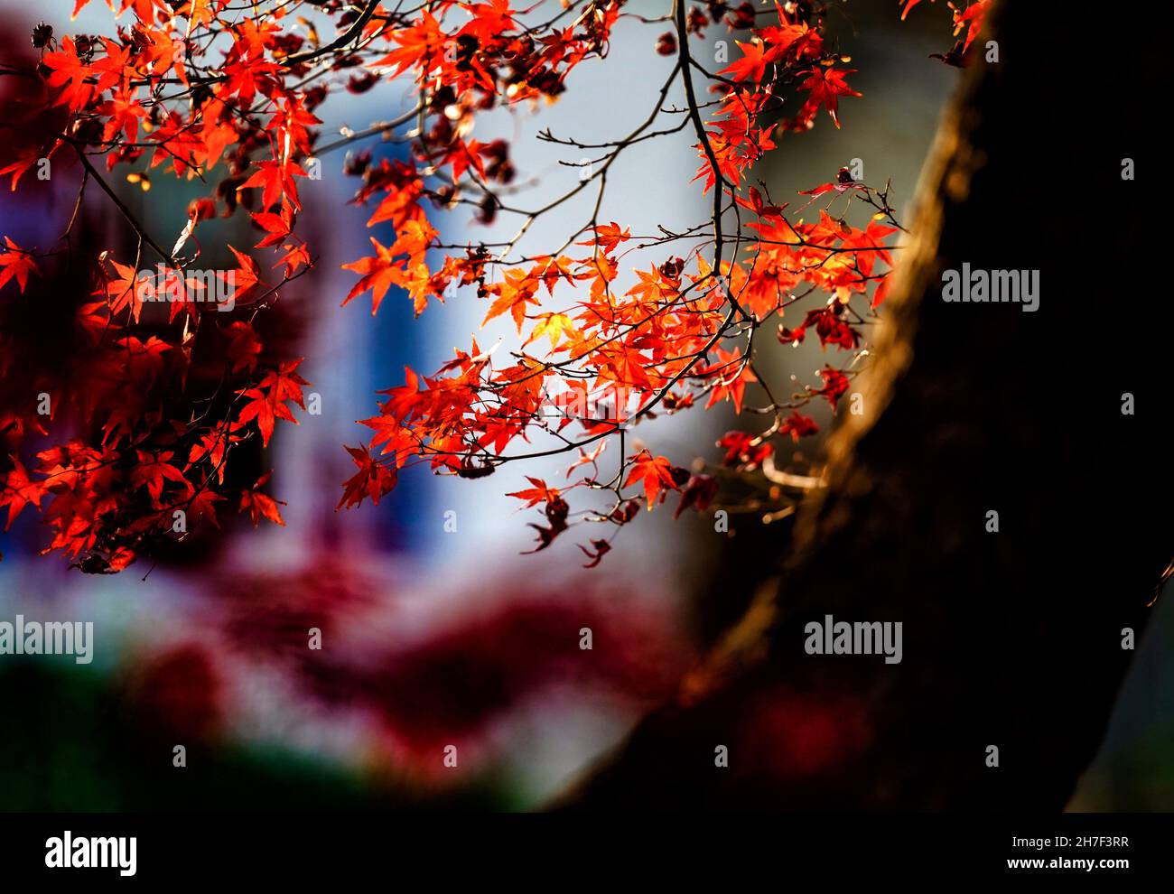 Maple tree colors autumn hi-res stock photography and images - Alamy