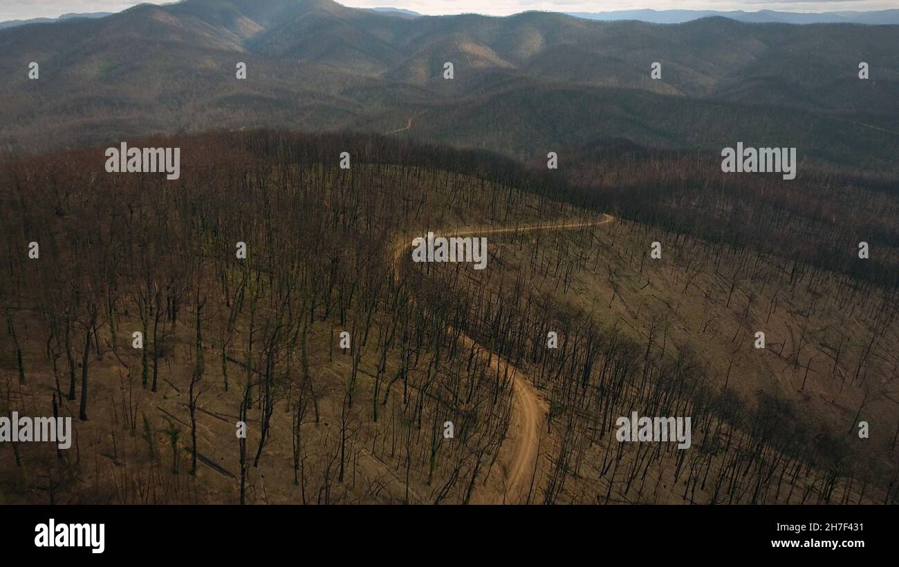 BURNING, burned trees from Australian bushfires of 2019-2020, 2021 ...