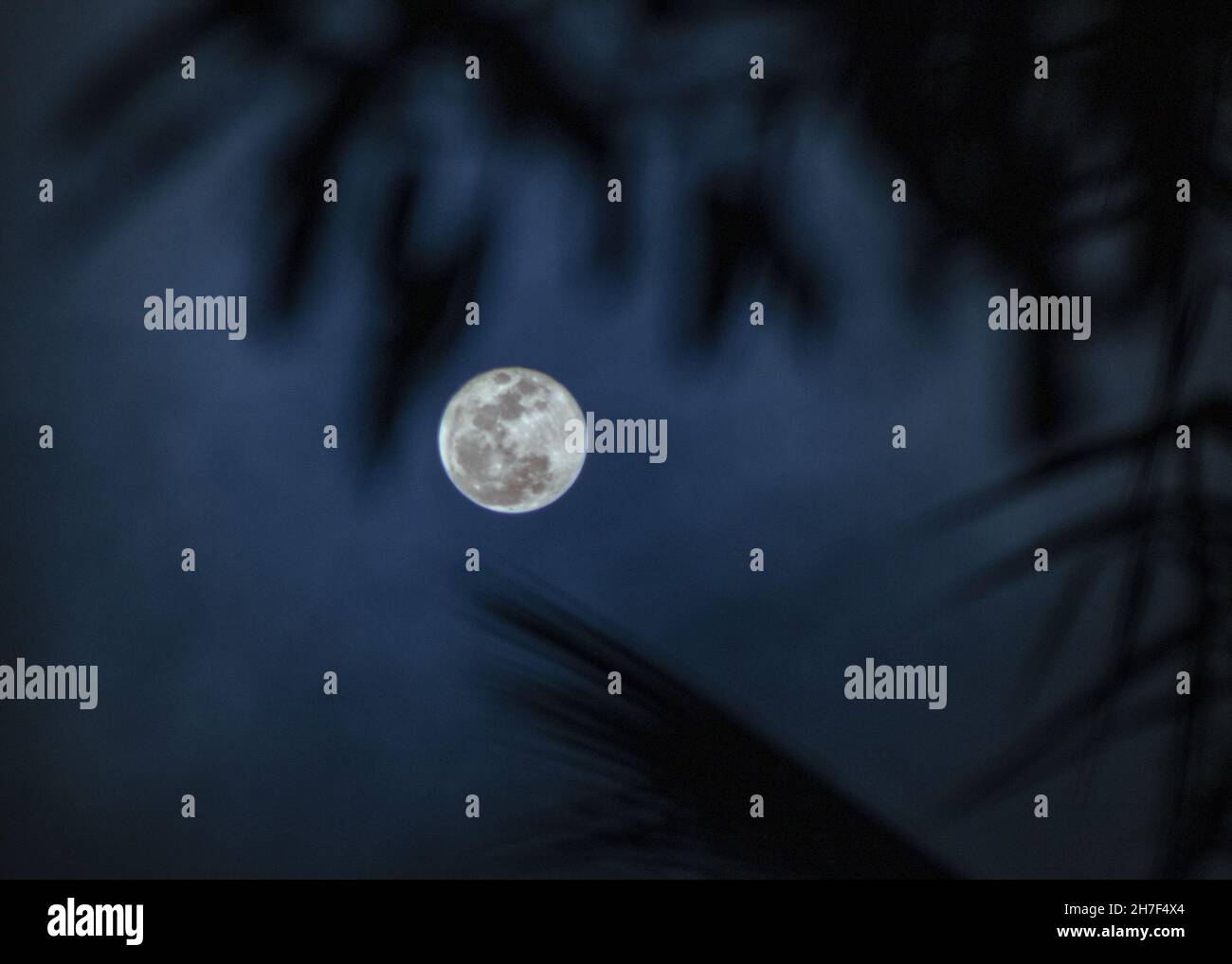 Full moon in the night sky visible through blurry leaves Stock Photo ...