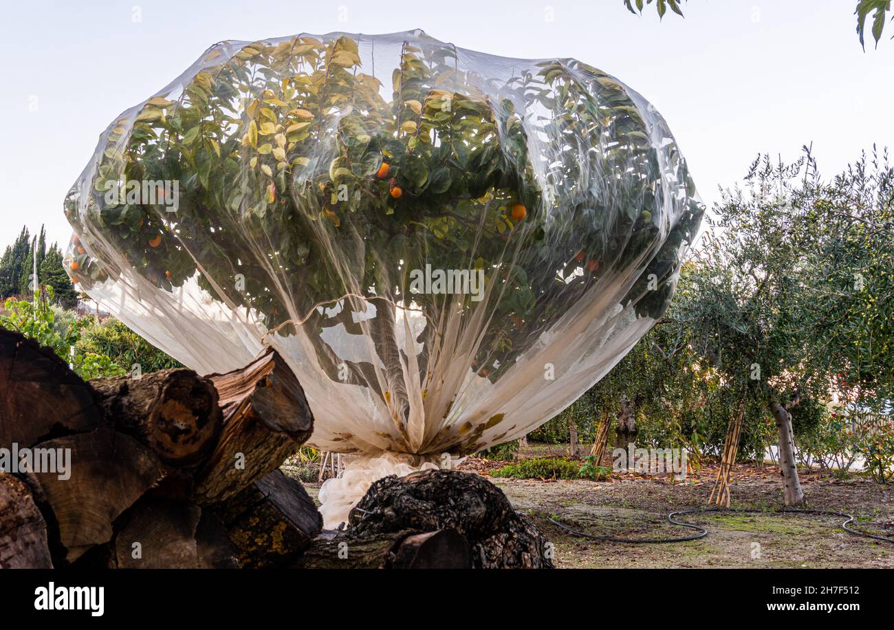 Tree with grown fruits covered in plastic in the countryside Stock ...