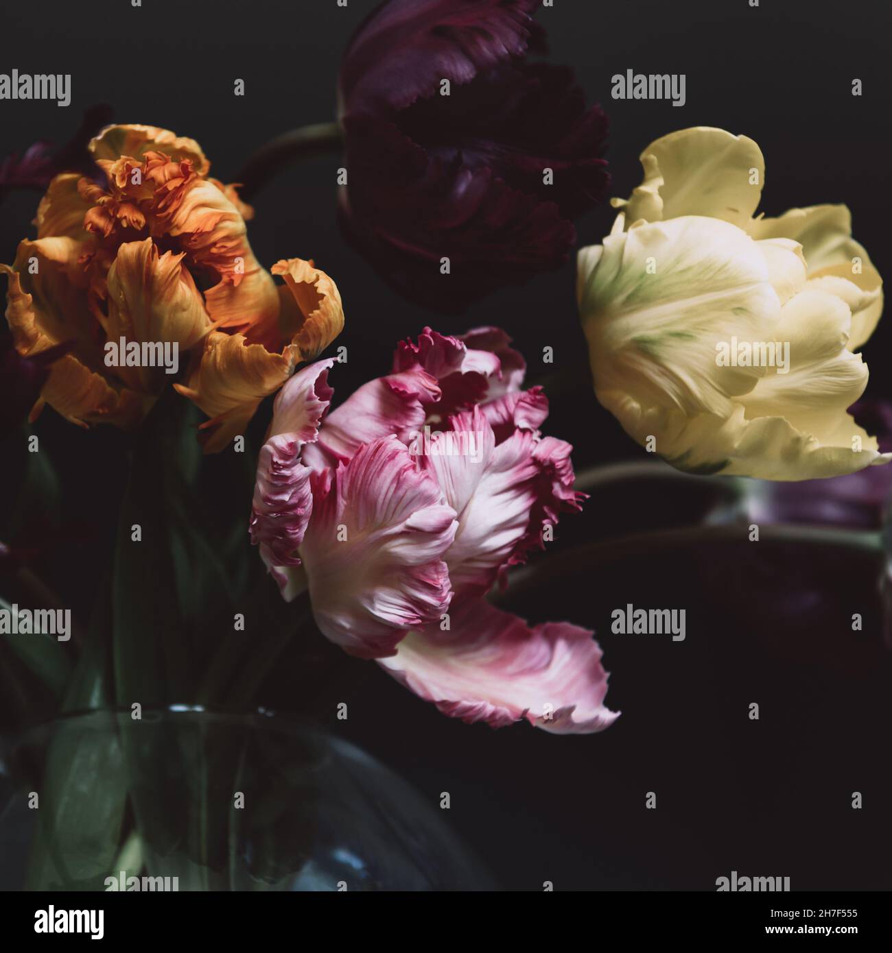 Bunch of Parrot Style Tulips Stock Photo - Alamy