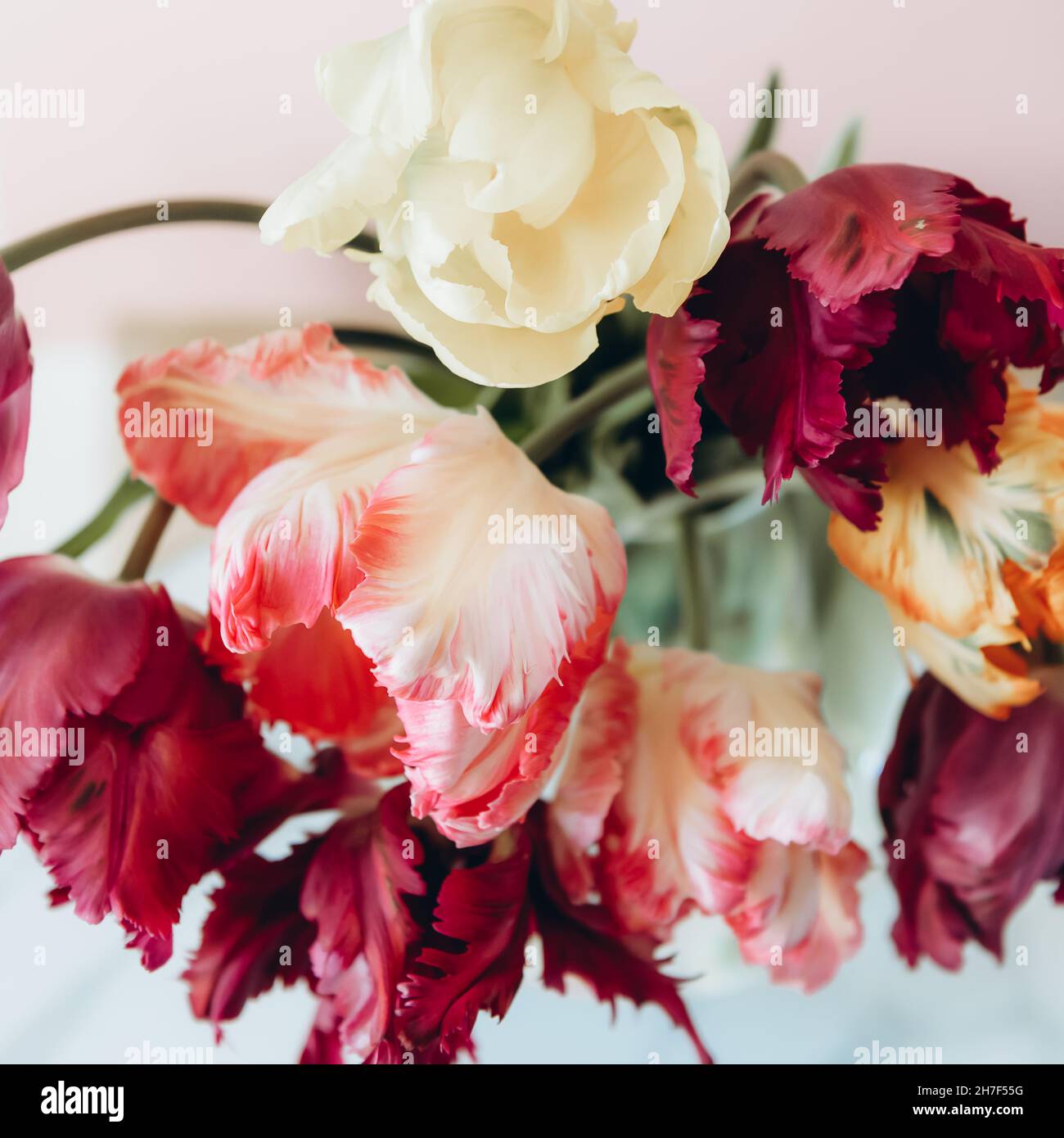 Bunch of Parrot Style Tulips Stock Photo - Alamy