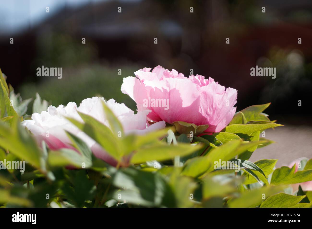 Pink Paeonia flower growing in the gard Stock Photo - Alamy