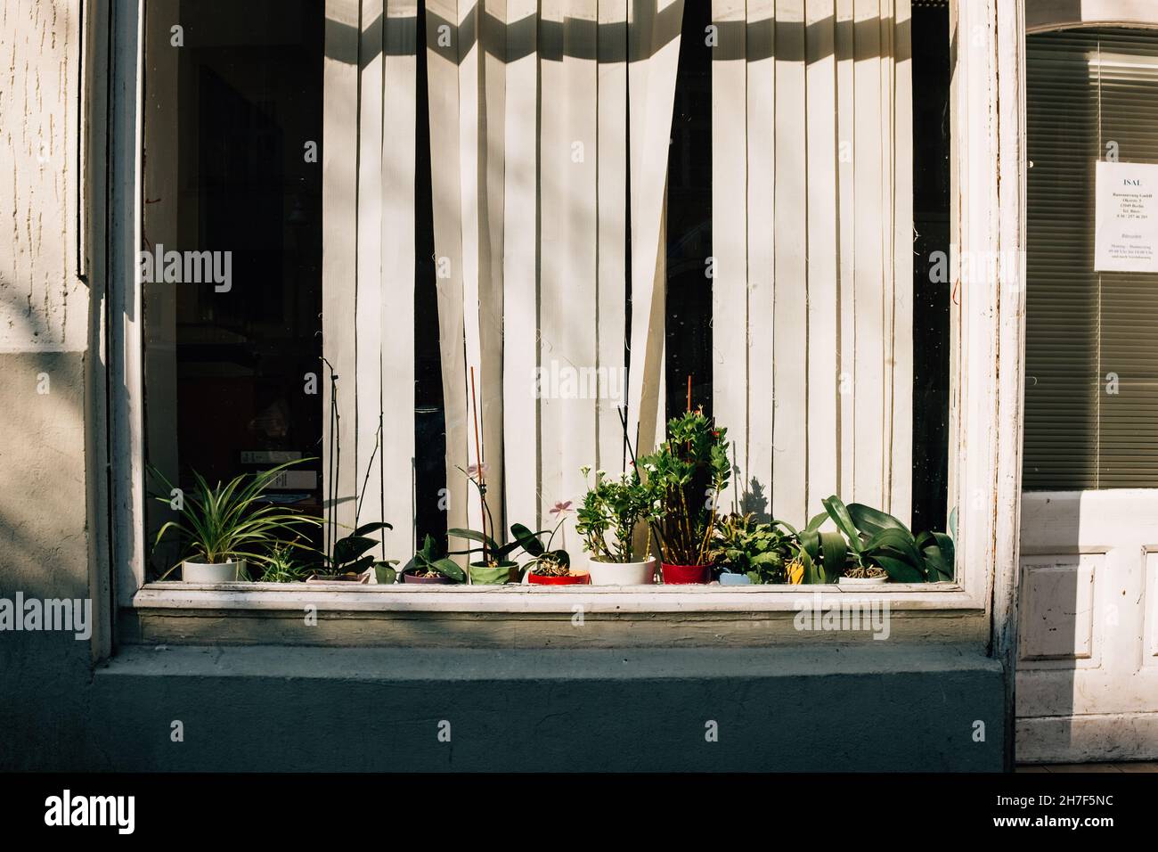 Beautiful view of the window with plants Stock Photo - Alamy