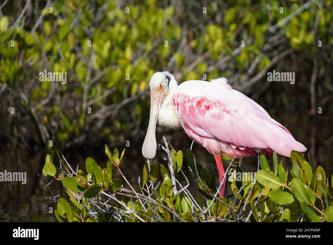 A colorful roseate spoonbill perched in a tree in Florida Stock Photo - Alamy