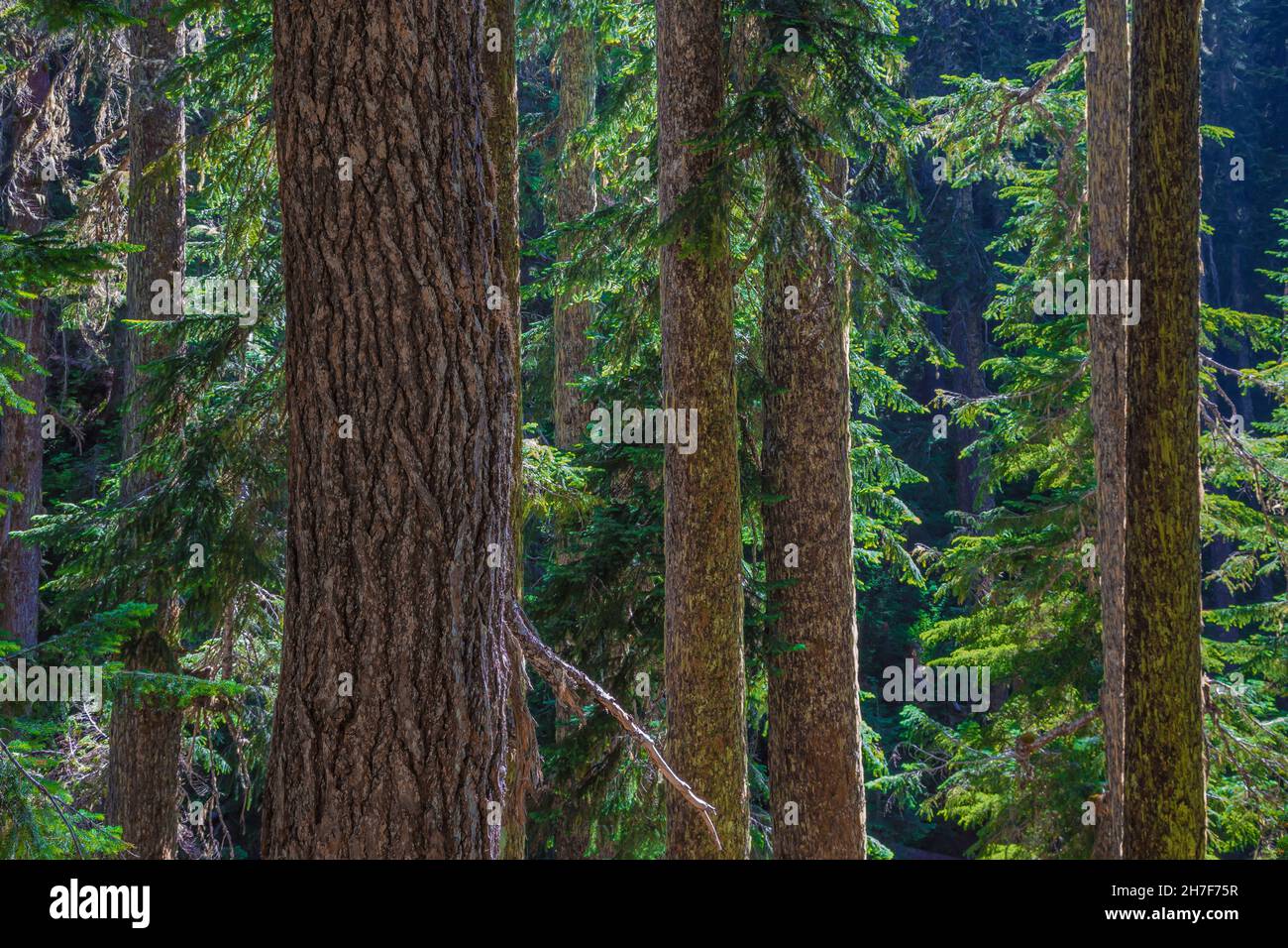 Ancient forest along the Pacific Crest Trail in the Cascade Range ...