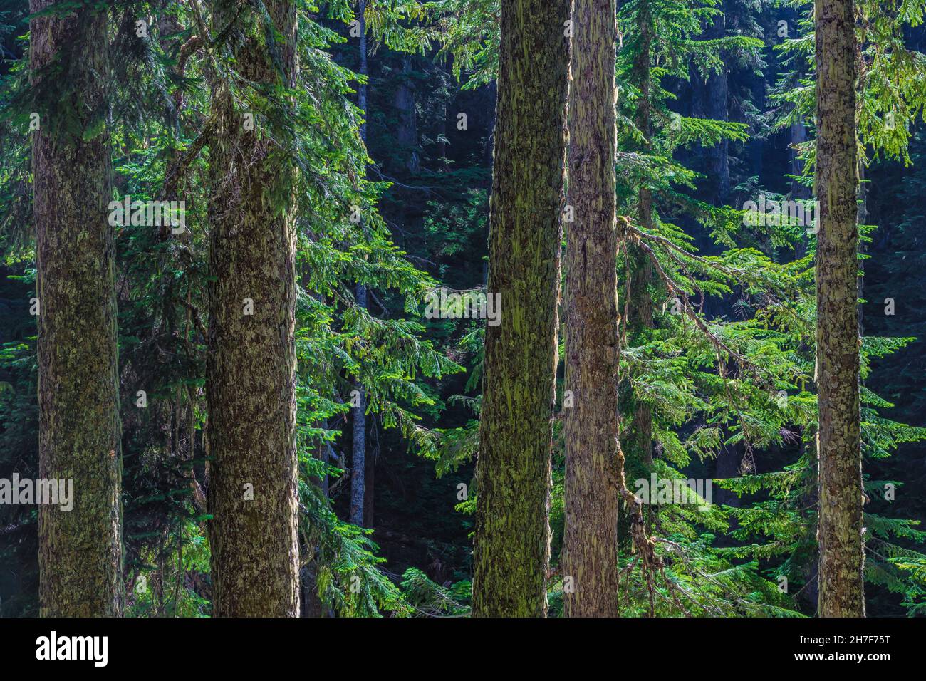 Towering evergreen forest north cascades hi-res stock photography and ...