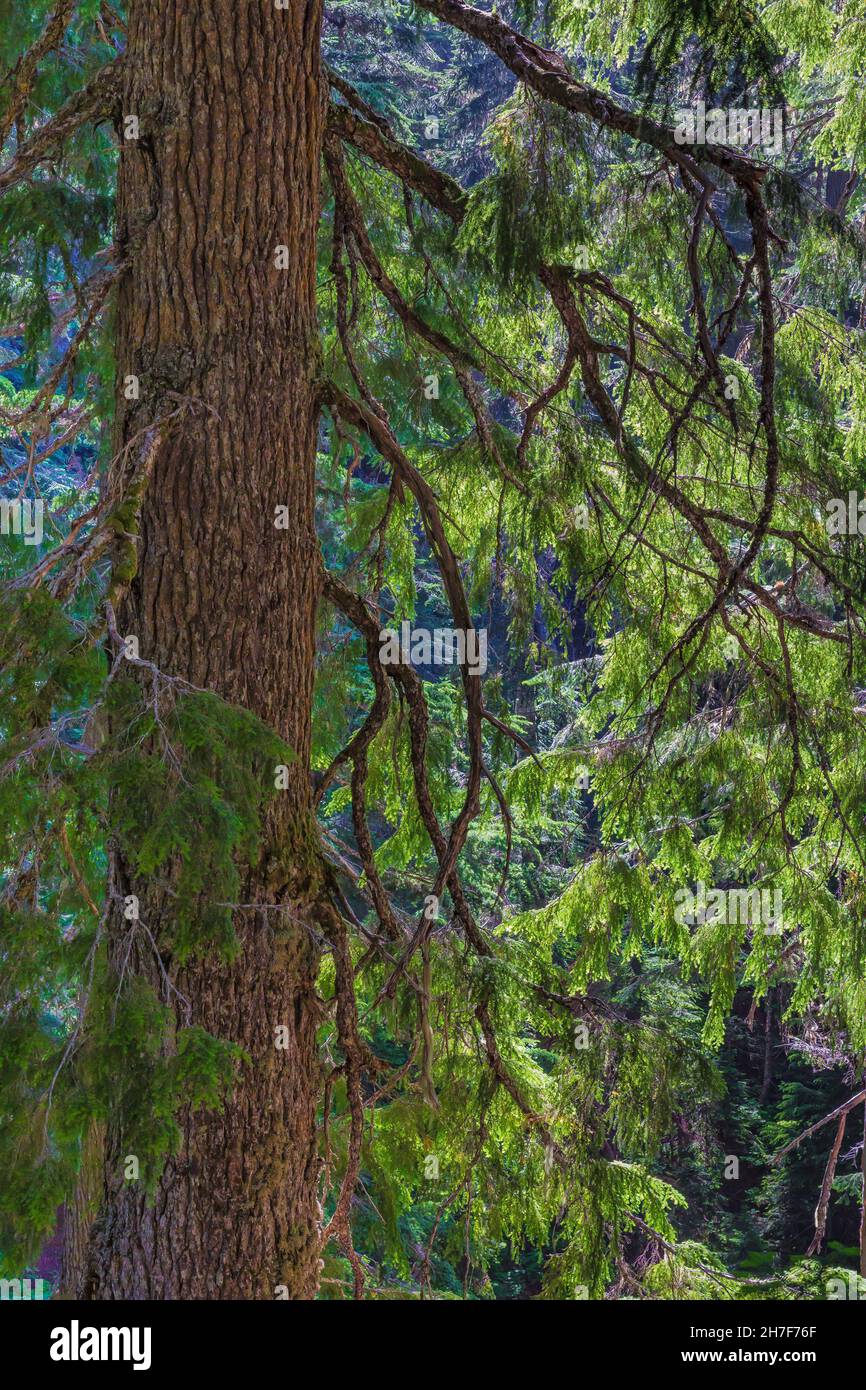Towering evergreen forest north cascades hi-res stock photography and ...