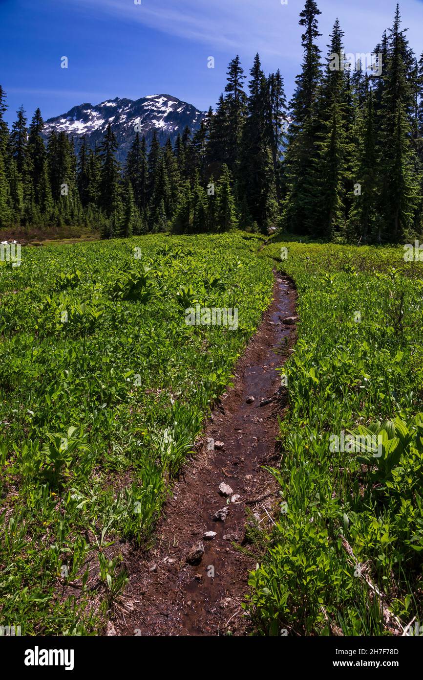 Pacific Crest Trail near Trap Lake in the Cascade Range, Mount Baker ...