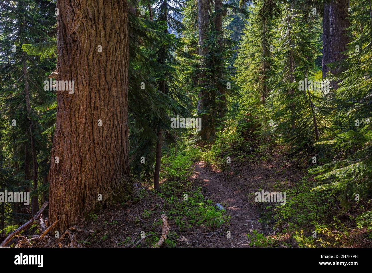 Along the Pacific Crest Trail in the Cascade Range, Mount Baker ...