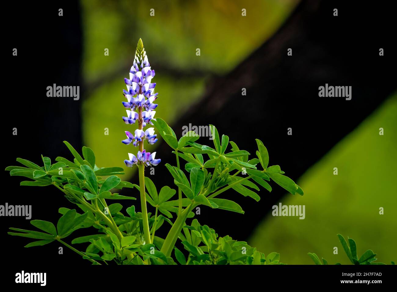 Wild Delphinium in Malibu Creek State Park, California Stock Photo - Alamy