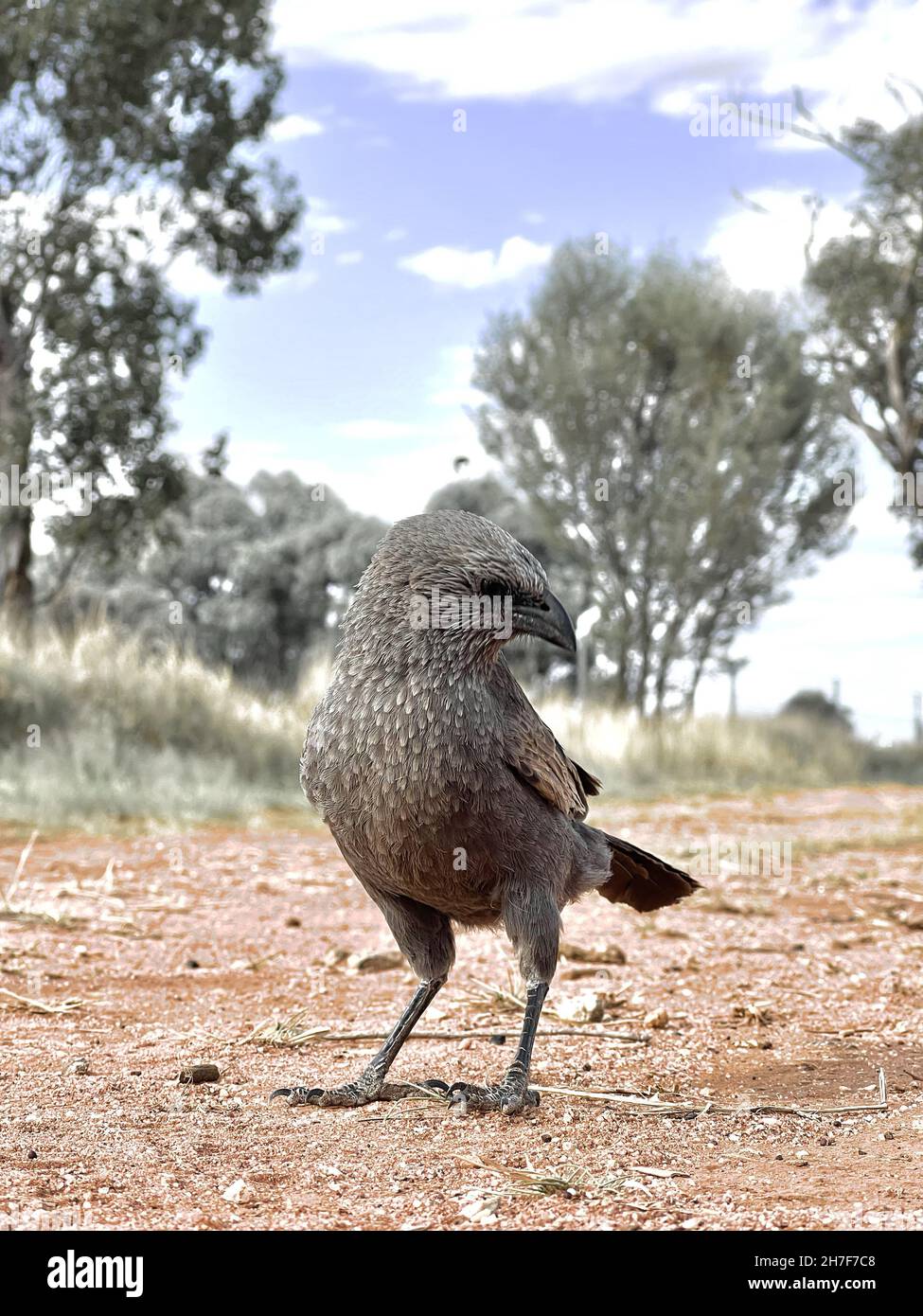 Vertical shot of an apostlebird (Struthidea cinerea) native to ...