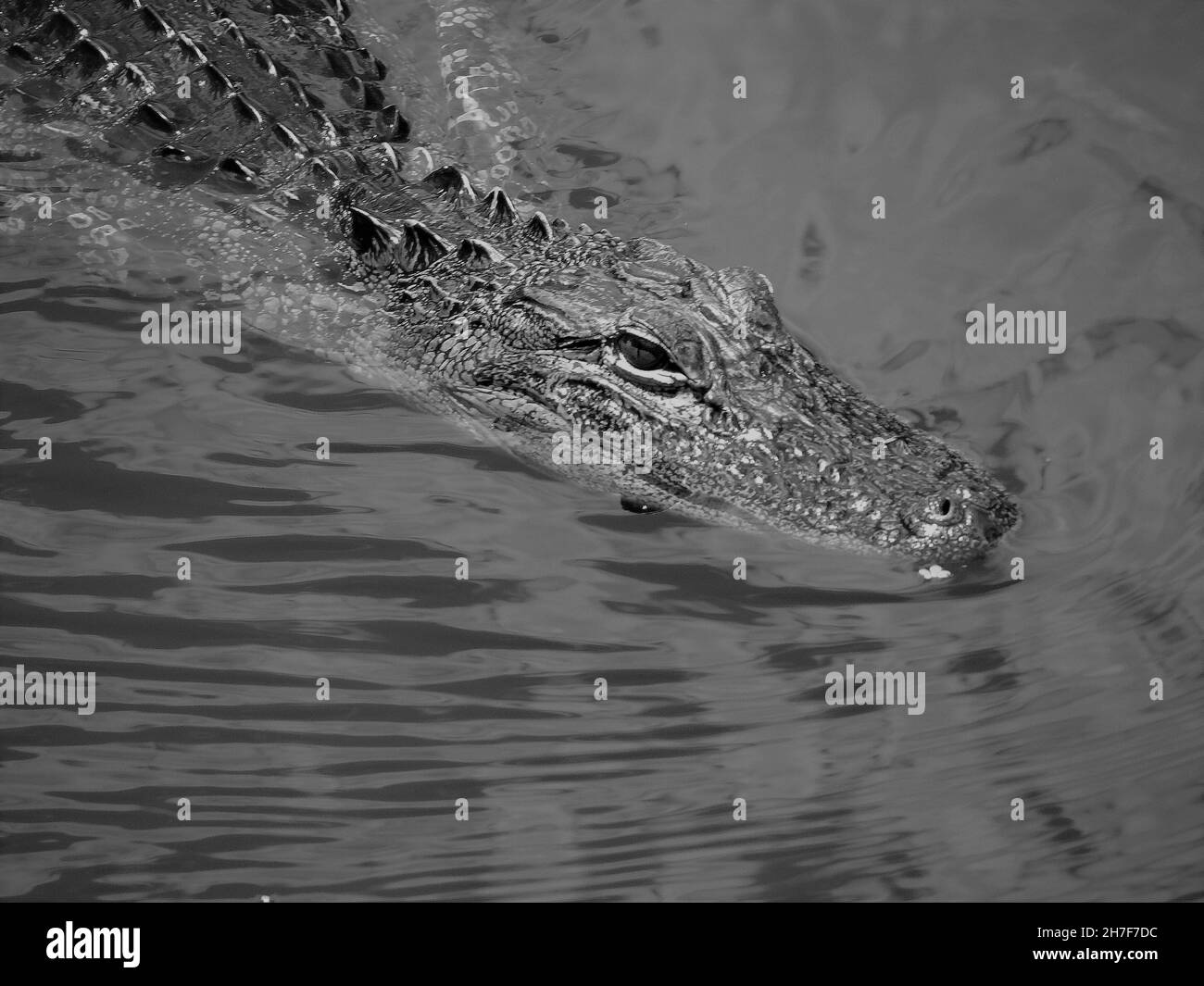 Grayscale of a beautiful crocodile on the water Stock Photo - Alamy