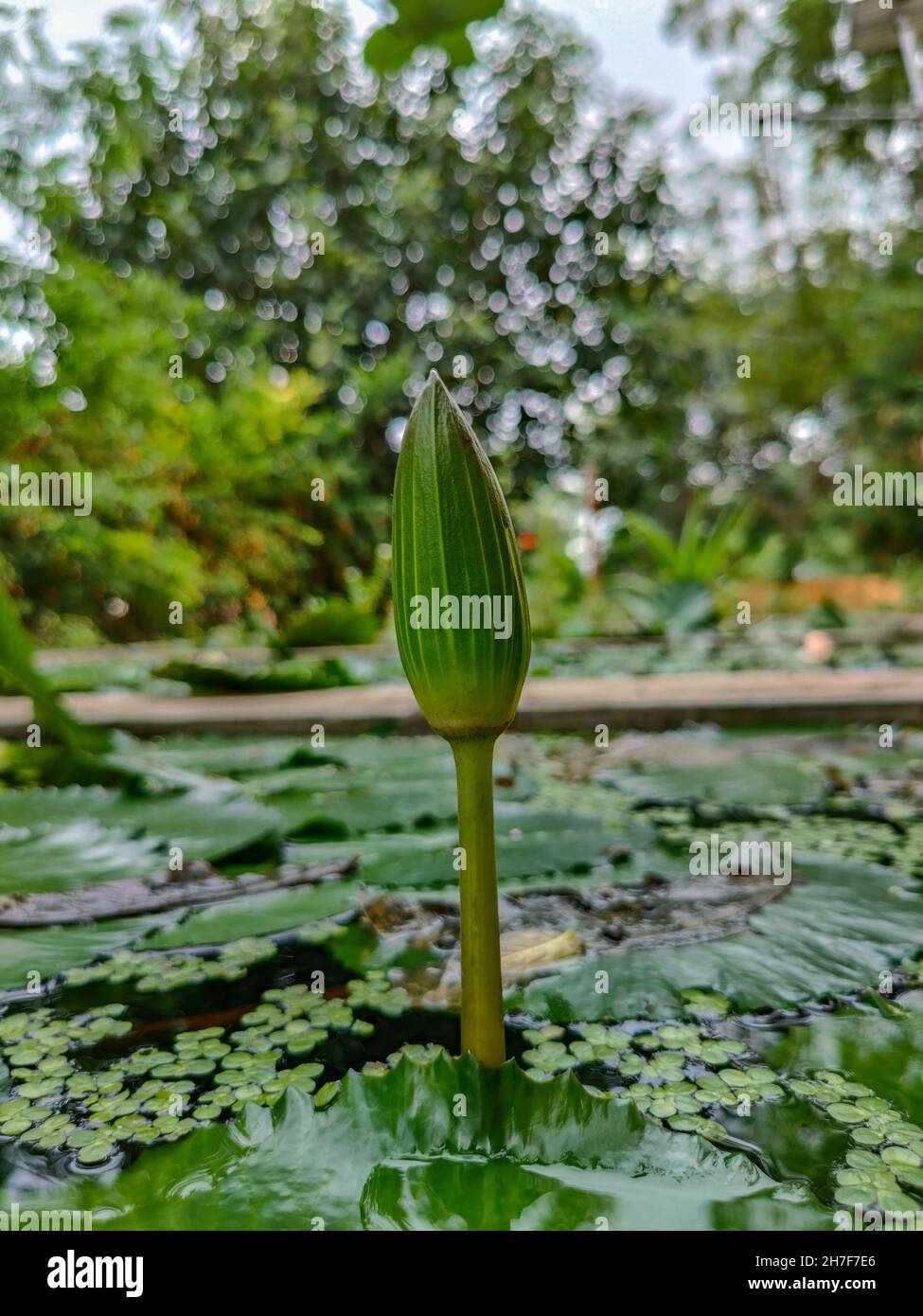 Karnataka leaf bud hi-res stock photography and images - Alamy