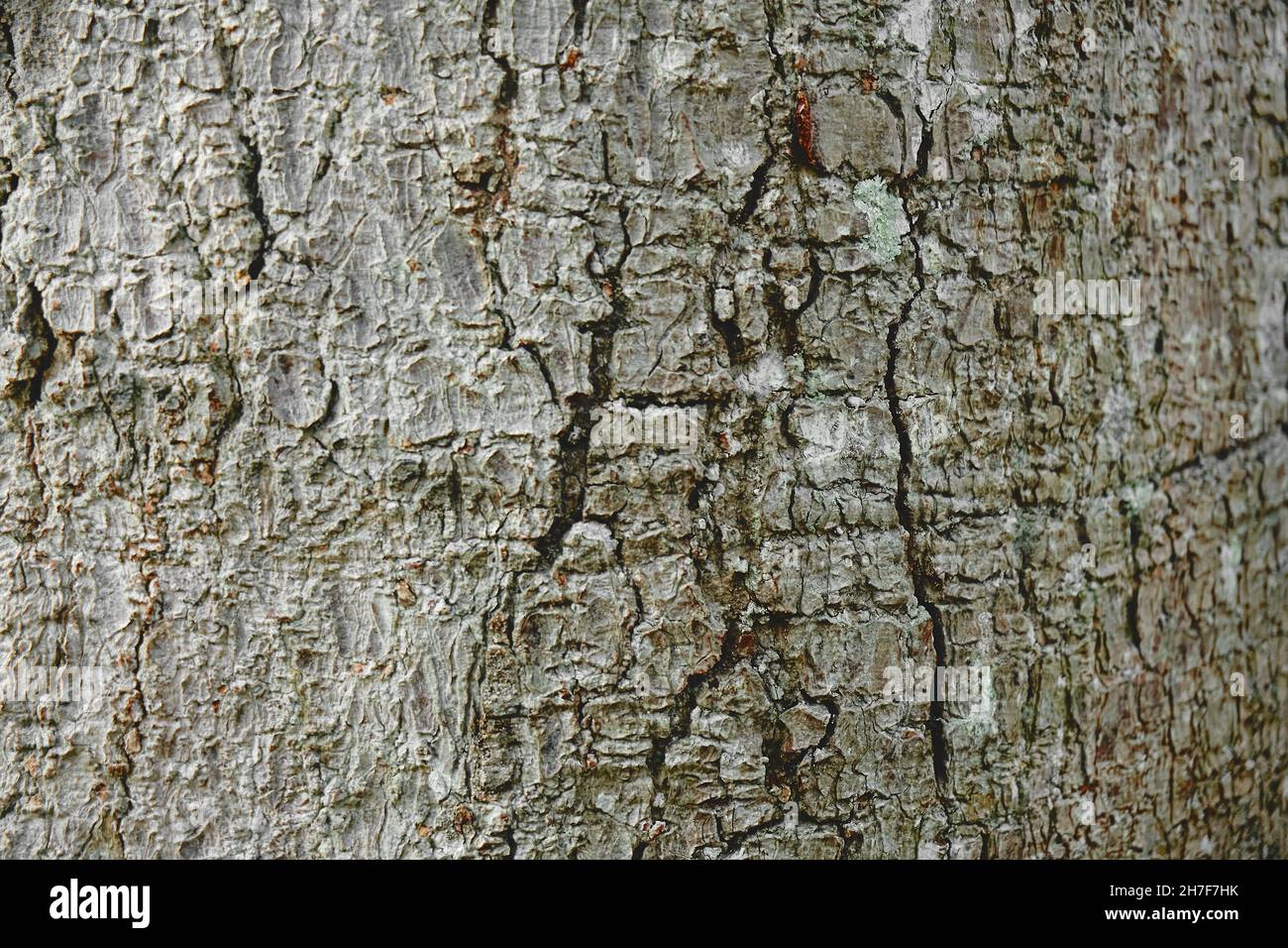 Close-up shot of beautiful and old skin the bark of a tree that traces ...