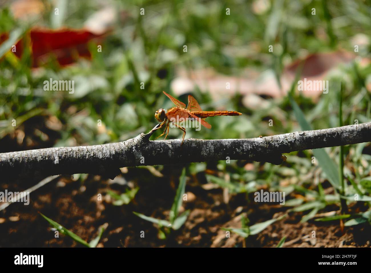 Dragonfly wasp hi-res stock photography and images - Alamy
