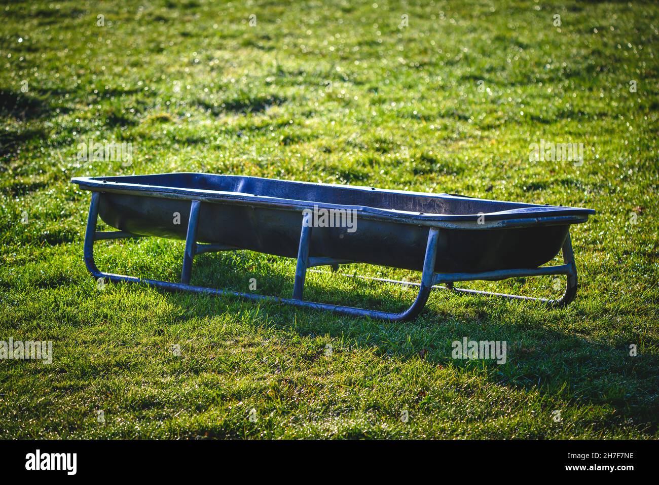 Cows in a trough hi-res stock photography and images - Alamy