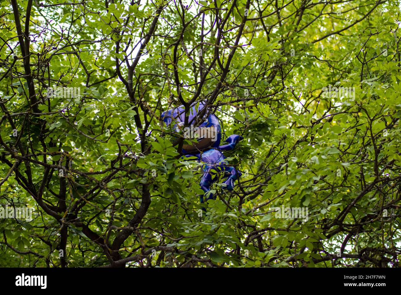 Balloon stuck tree hi-res stock photography and images - Alamy