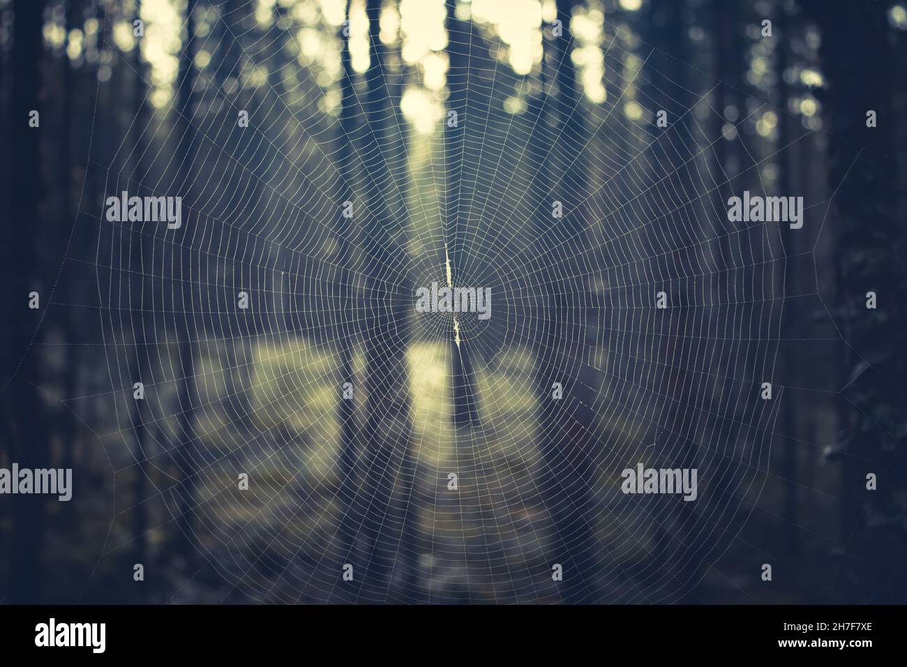 Cobweb trap hi-res stock photography and images - Alamy