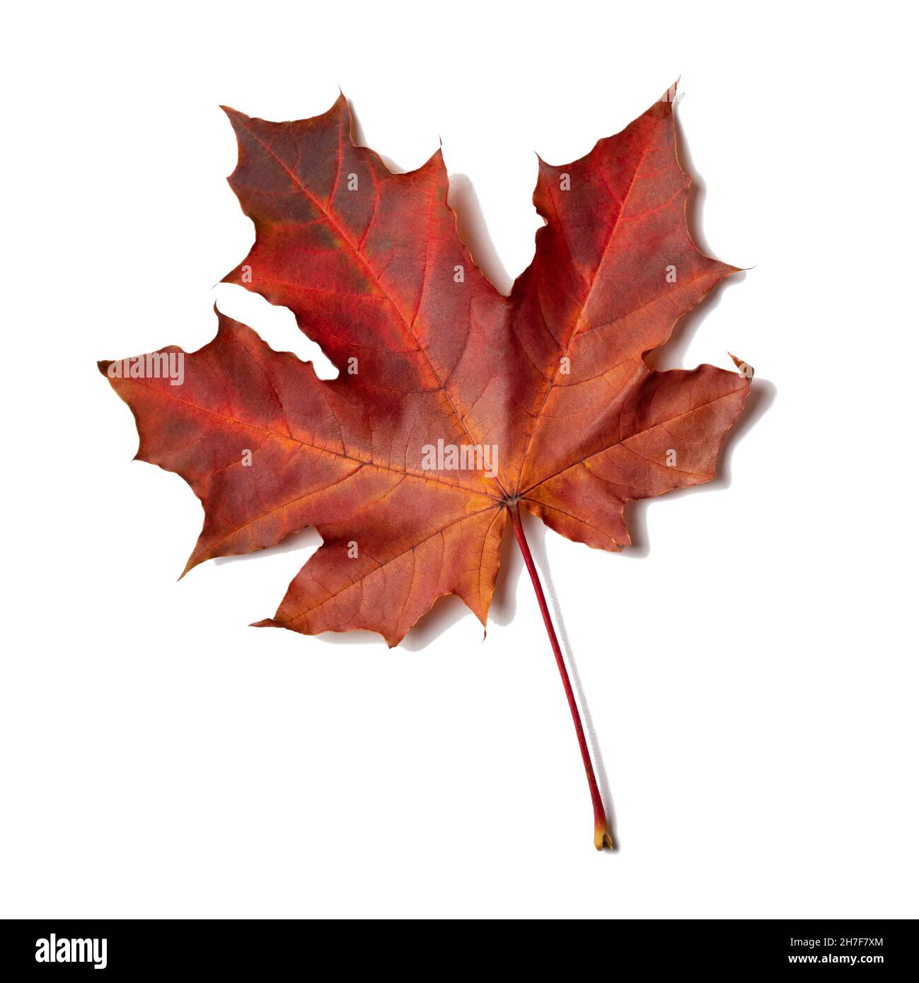 Red maple leaf isolated on white background Stock Photo - Alamy