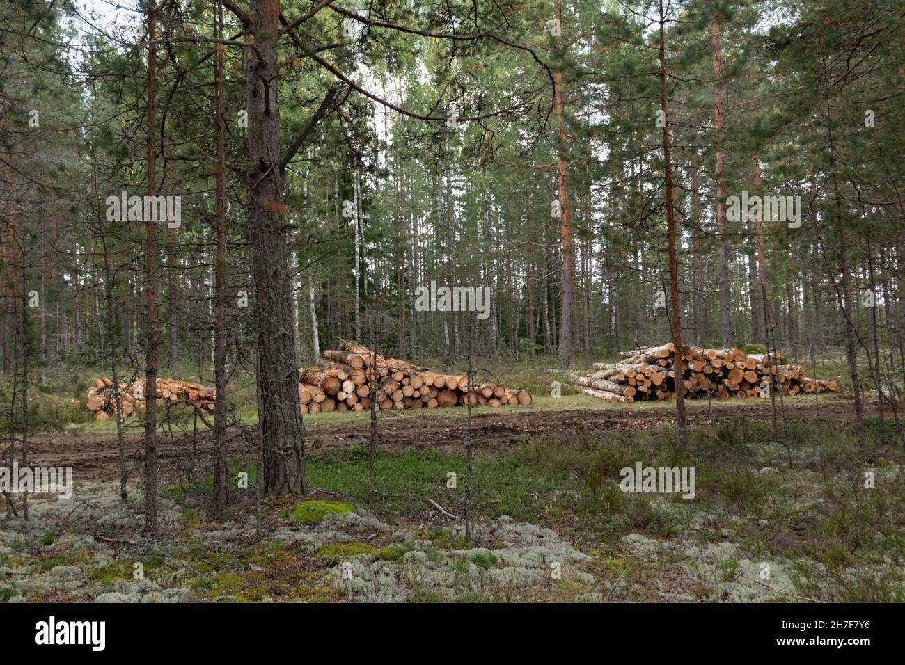 Log logging logging forest hi-res stock photography and images - Alamy