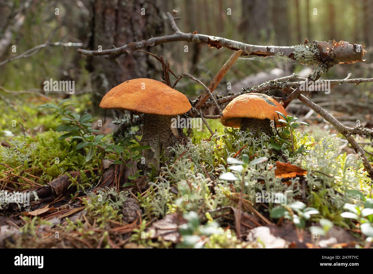 Two beautiful edible orange cap boletus mushrooms in the forest Stock ...