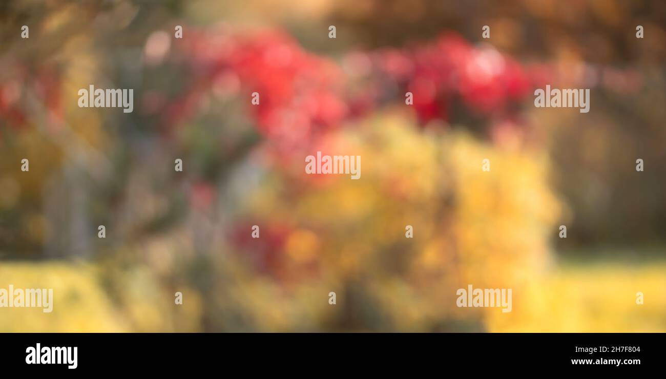 Natural autumn blurred background, lush fall foliage in the garden ...