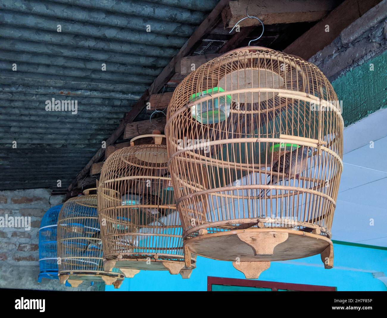 Beautiful view of cages for birds hanging from the roof Stock Photo - Alamy