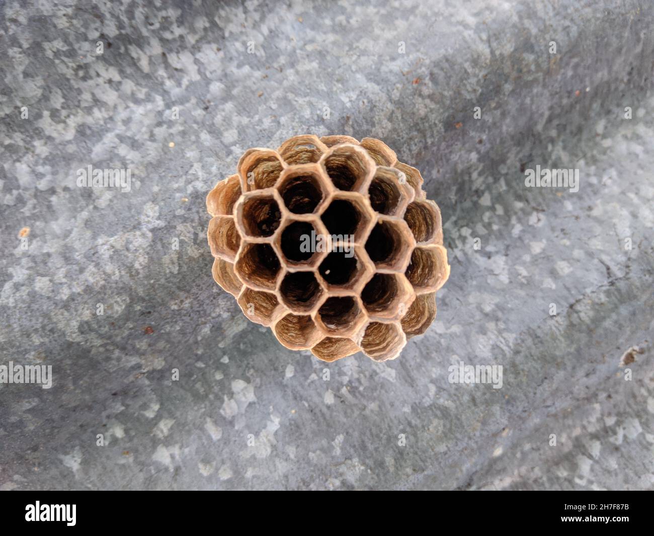 Closeup of a wasp nest on a metal roof Stock Photo - Alamy