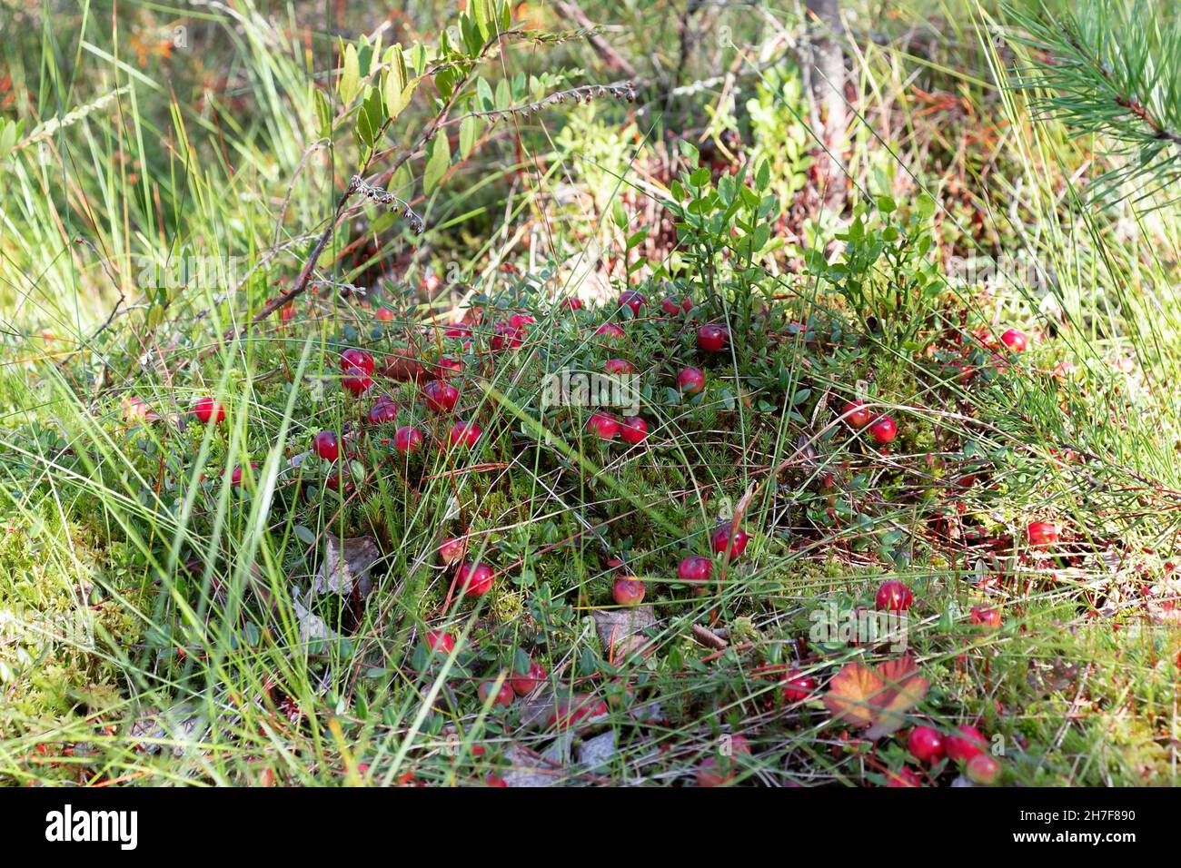 Cranberries in nature hi-res stock photography and images - Alamy