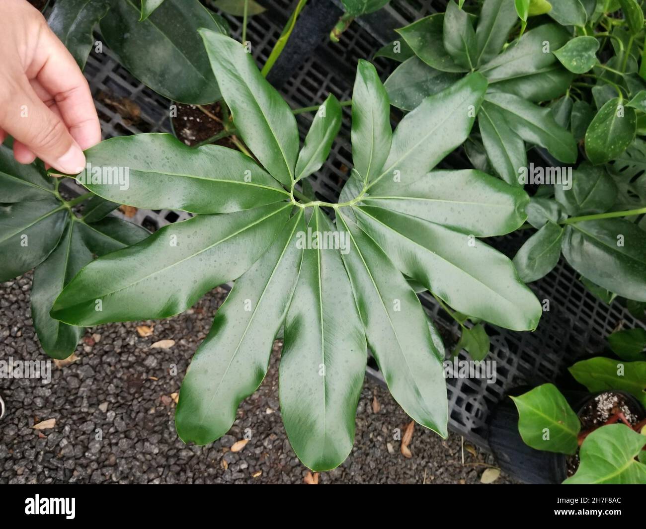 Shiny star-shaped green leaf of Philodendron Goeldii, a tropical ...
