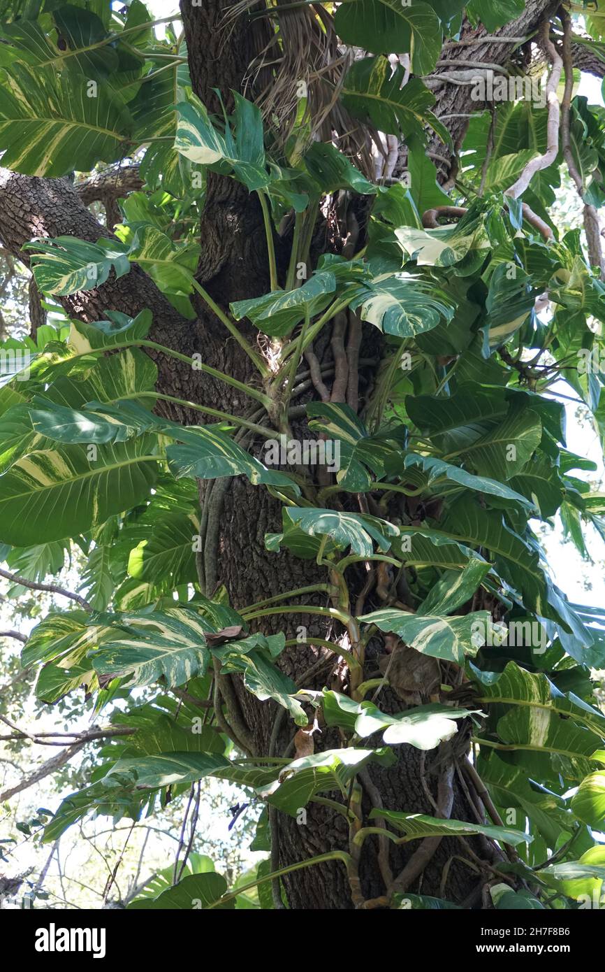 The Giant Hawaiian Pothos climbing on top of a tree Stock Photo - Alamy