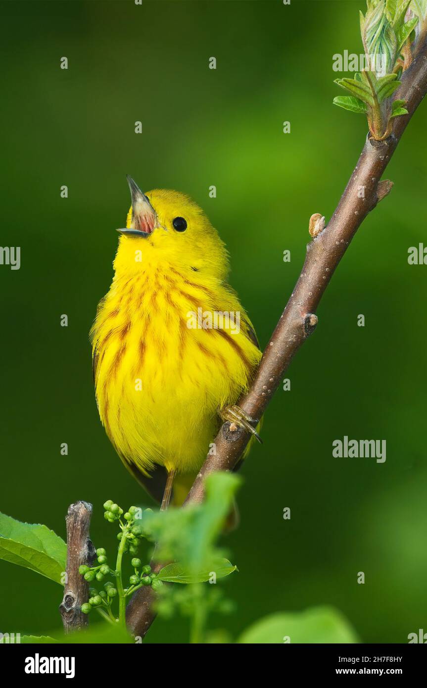 Yellow warbler singing during spring migration Stock Photo - Alamy