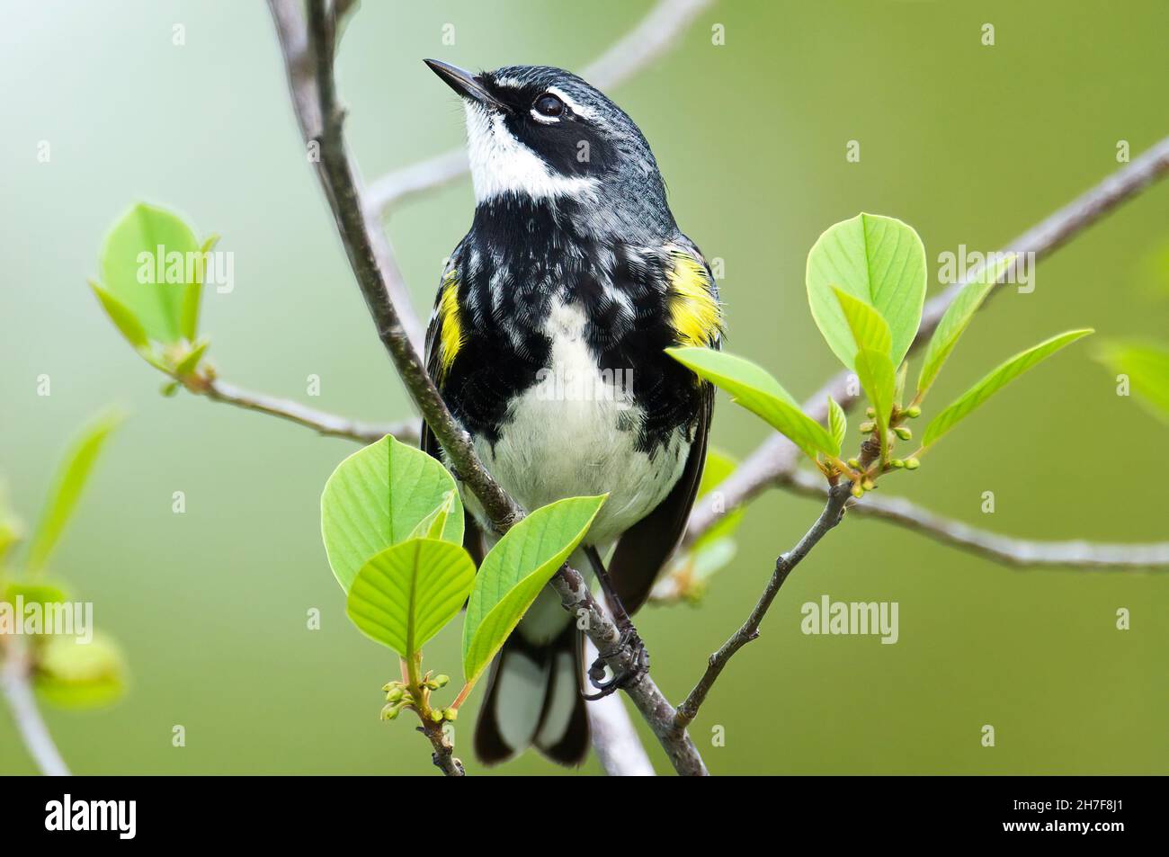 Yellow-rumped warbler during spring migration Stock Photo - Alamy